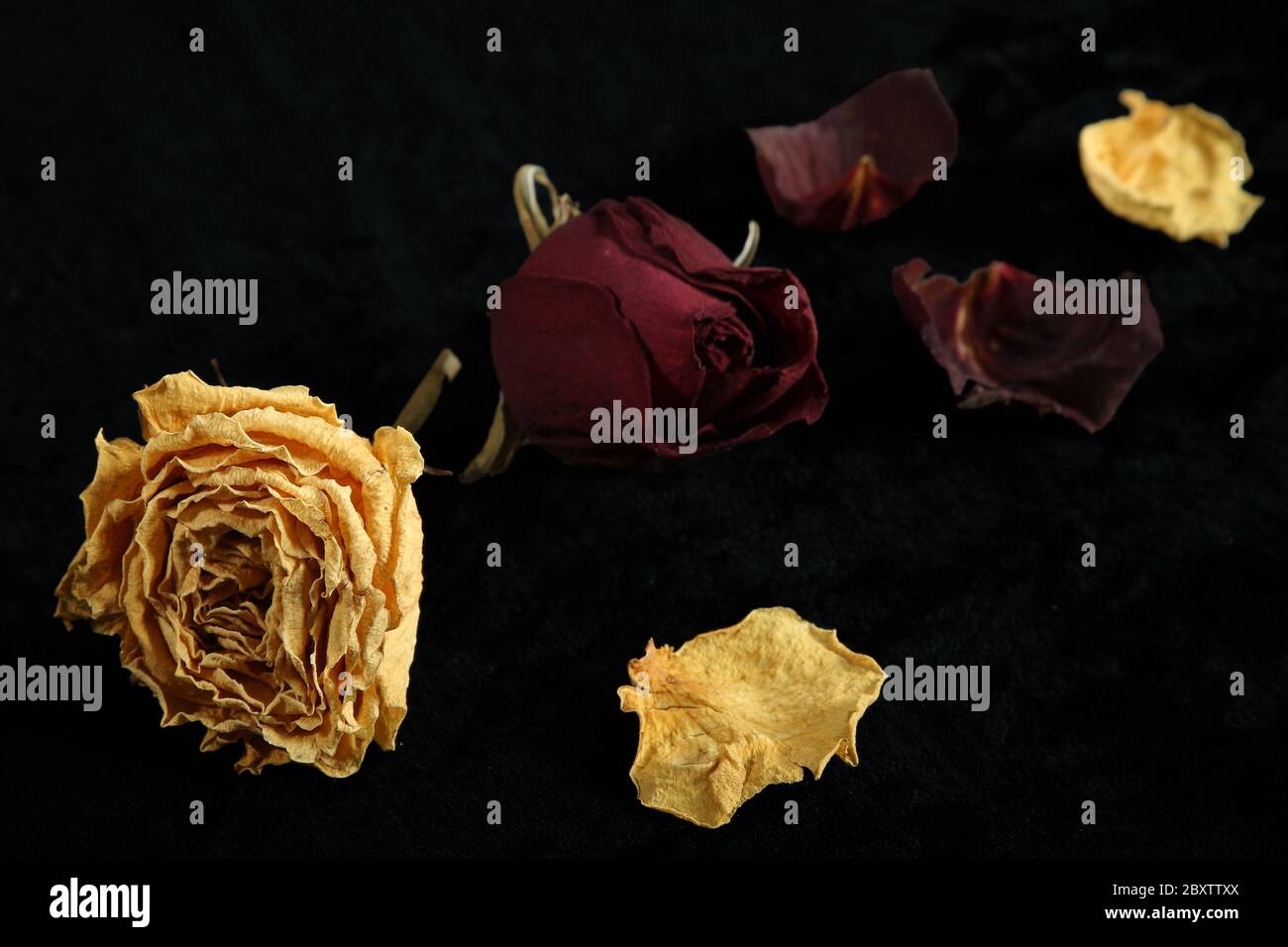 Dead head roses hi-res stock photography and images - Alamy