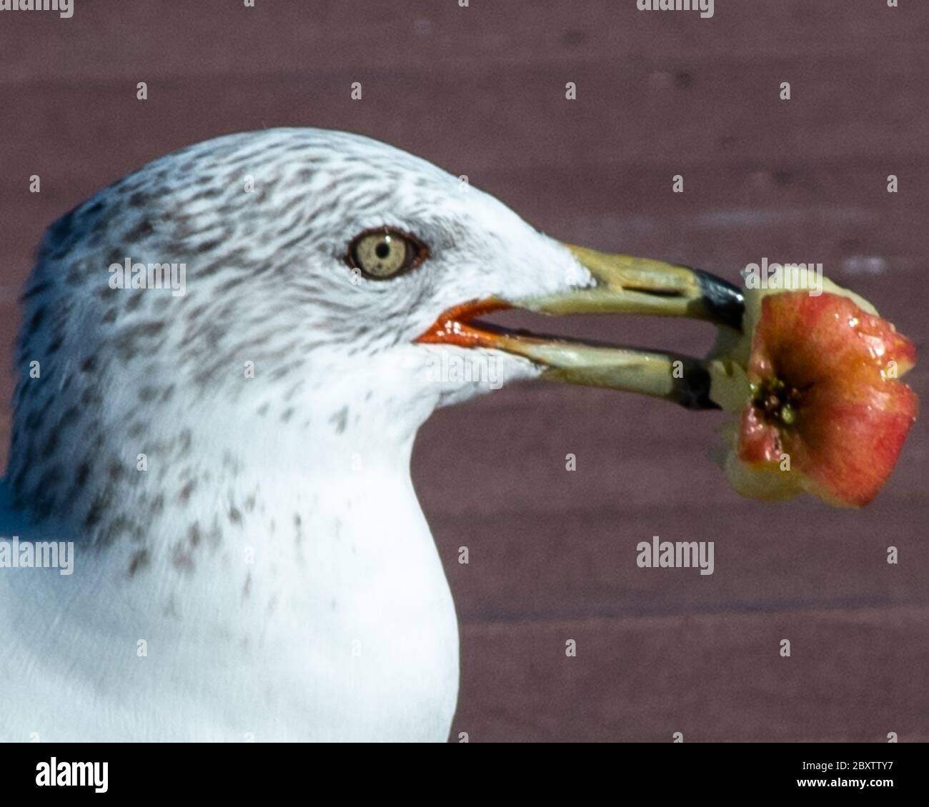 Seagull red beak hi-res stock photography and images - Alamy
