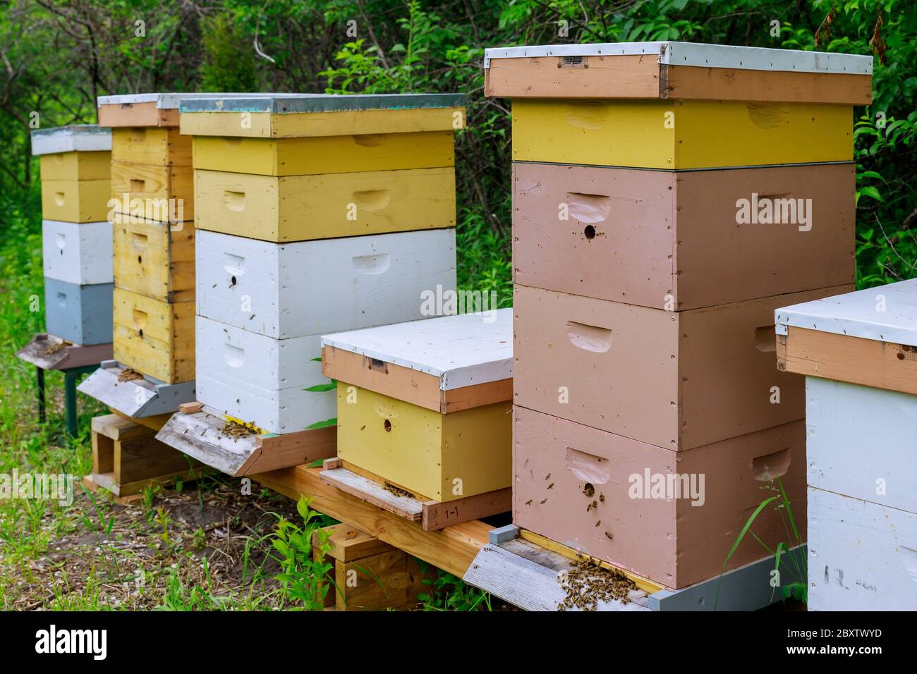 Bees flying near the hive farm working on of colony of bees Stock Photo ...