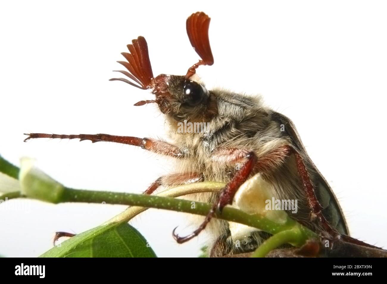 May bug hi-res stock photography and images - Alamy