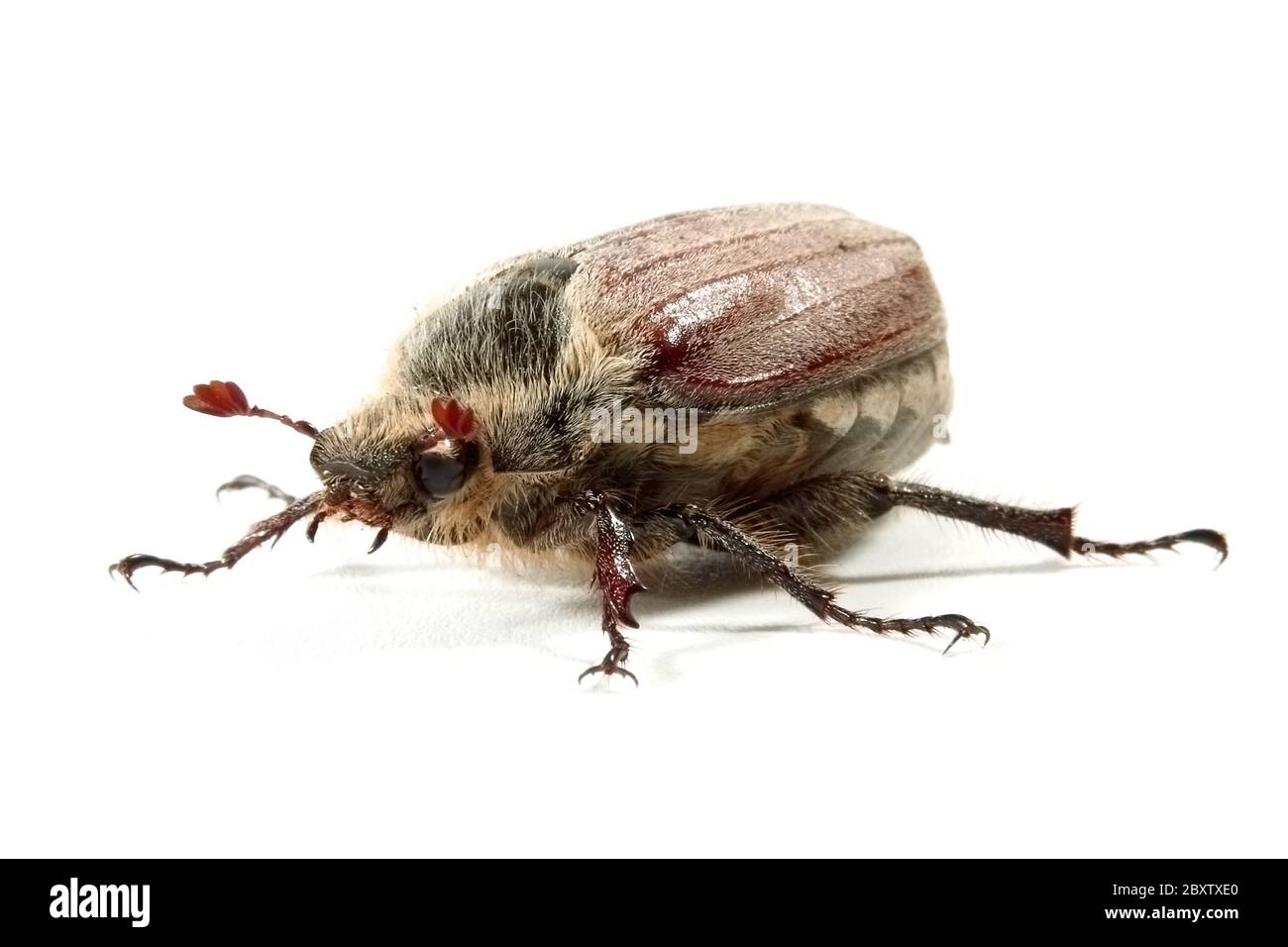Bug species Cut Out Stock Images & Pictures - Alamy