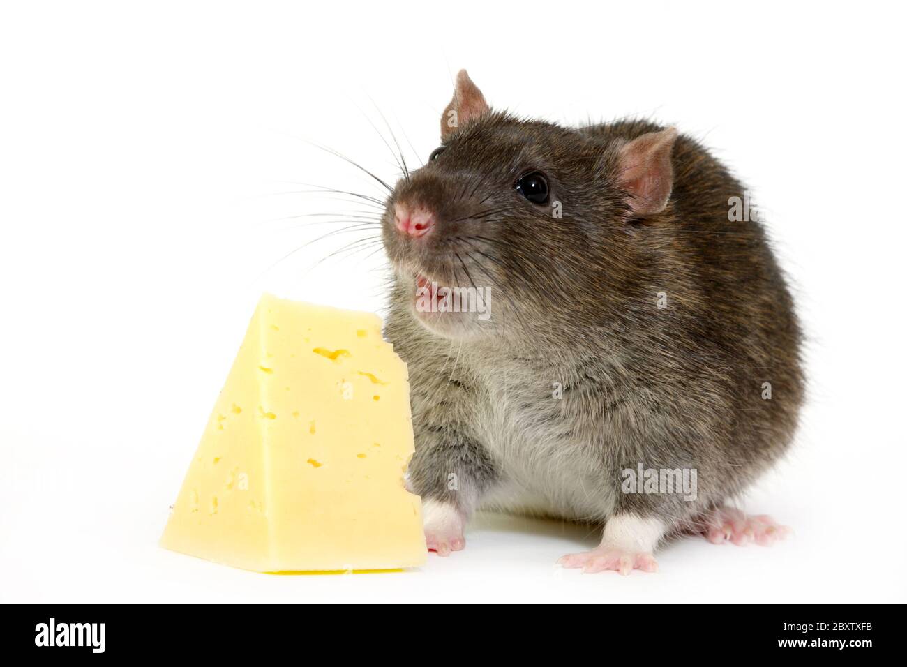 Rat nose hi-res stock photography and images - Alamy