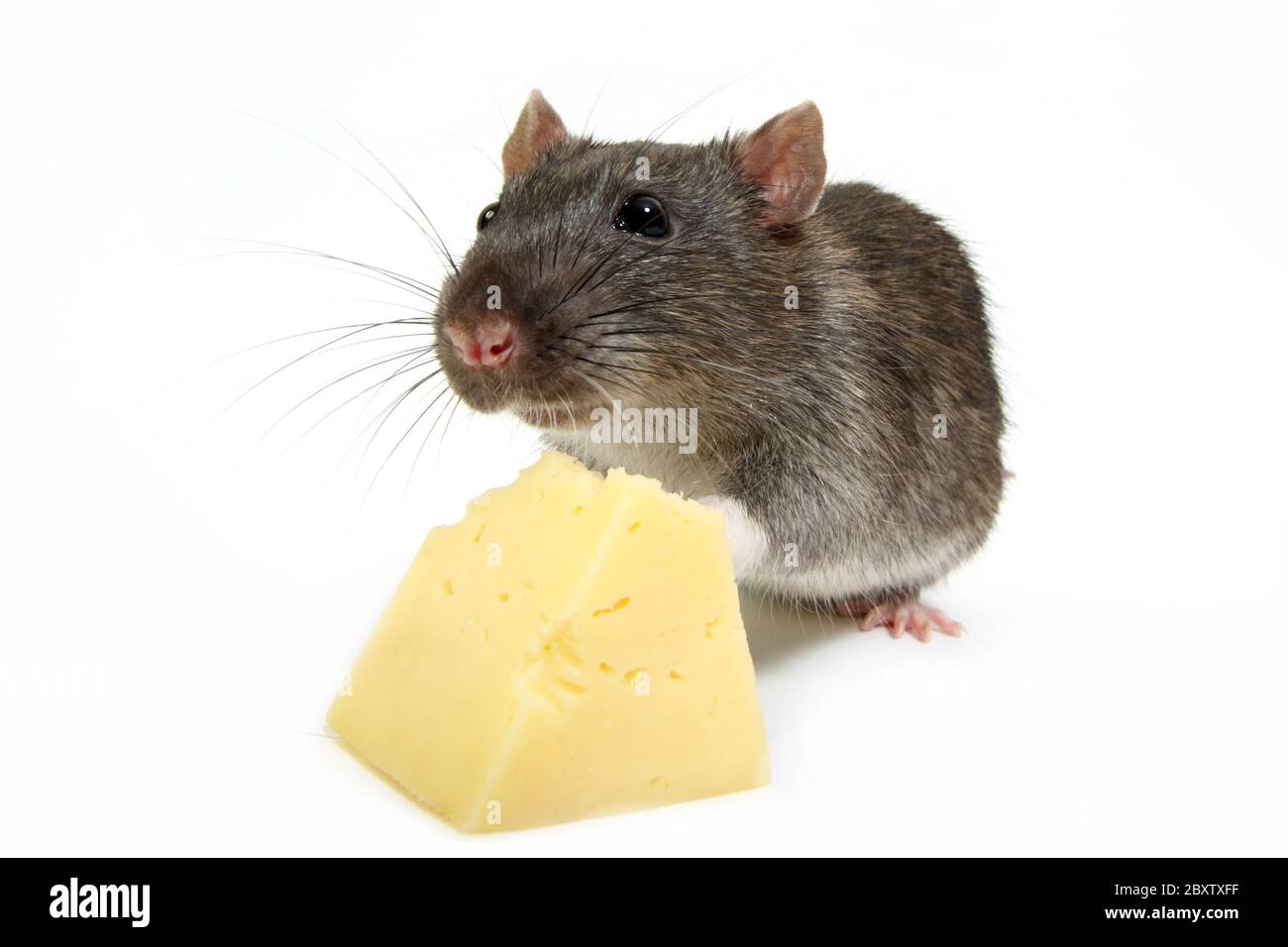 Rat with fluffy tail Cut Out Stock Images & Pictures - Alamy