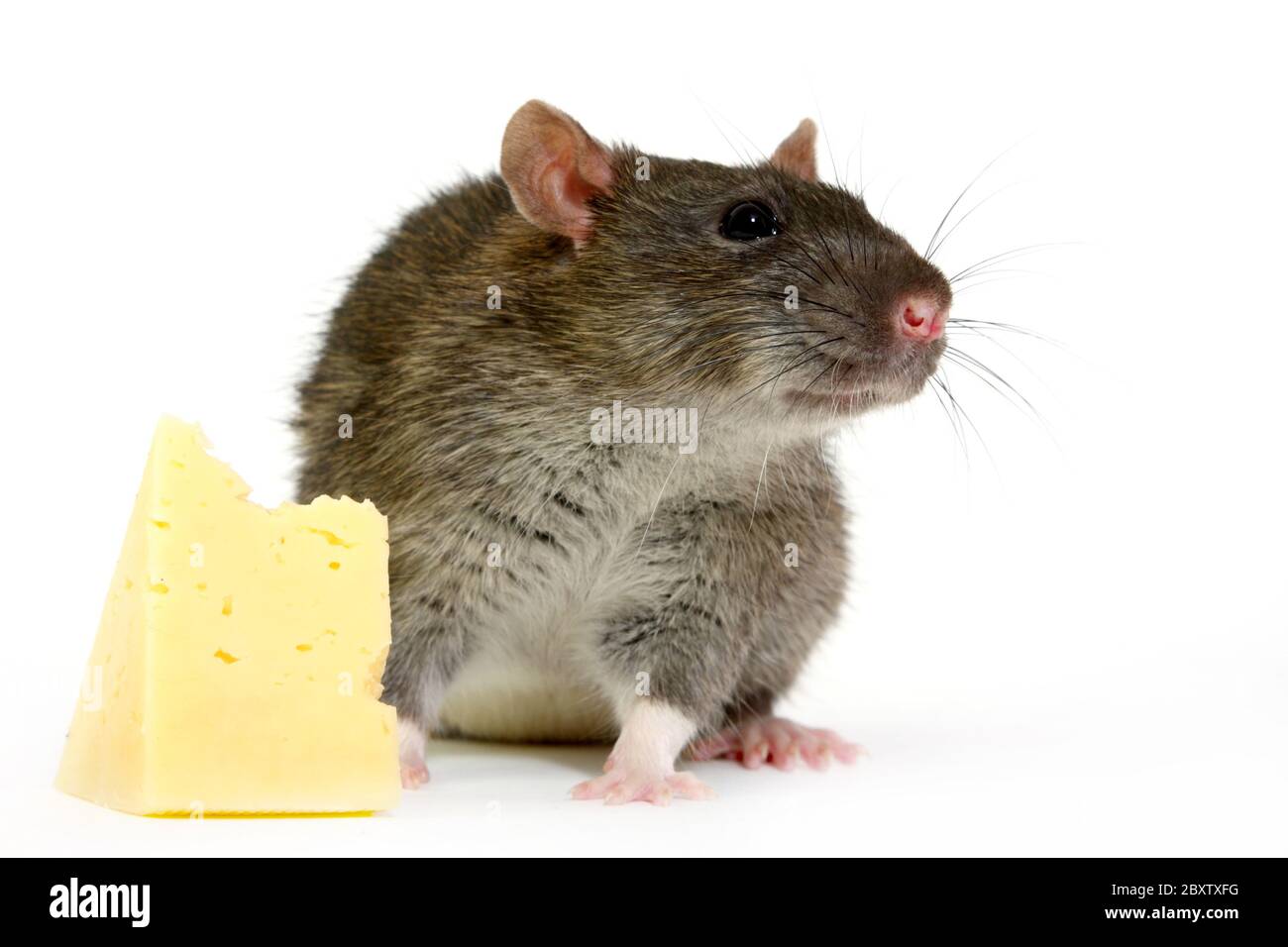 Rat with fluffy tail Cut Out Stock Images & Pictures - Alamy