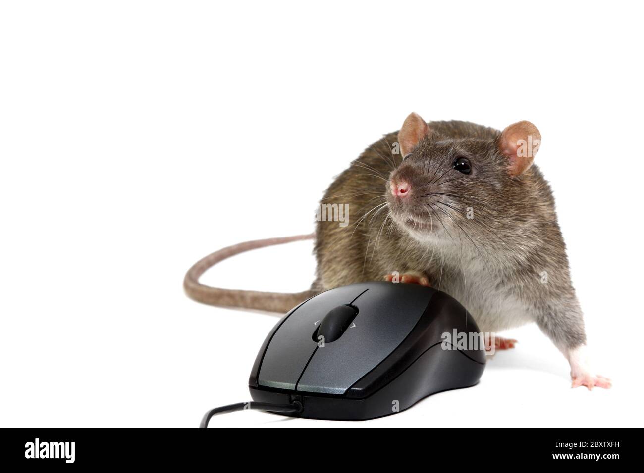Rat and computer mouse hi-res stock photography and images - Alamy
