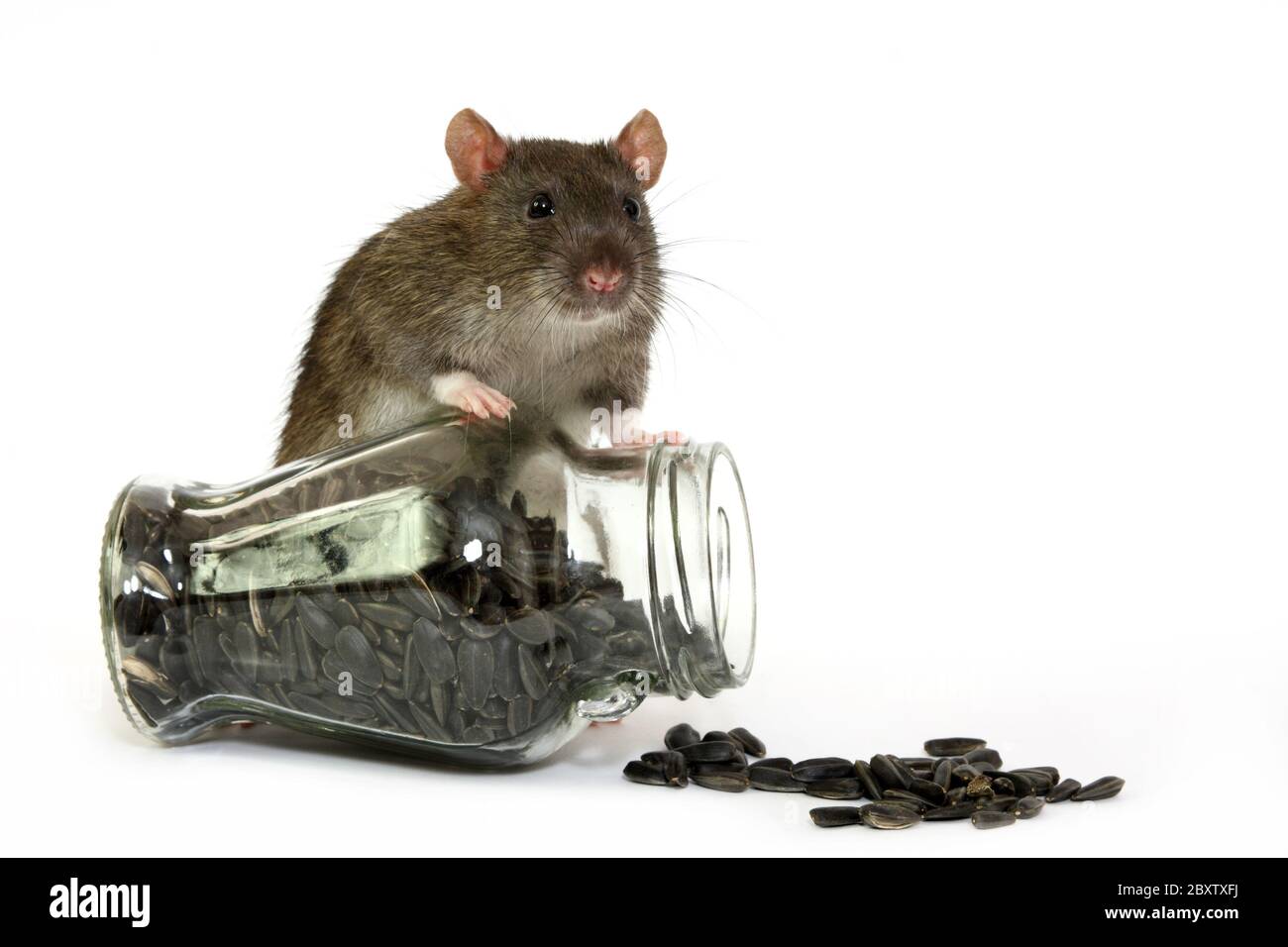 Hairy rat hi-res stock photography and images - Alamy