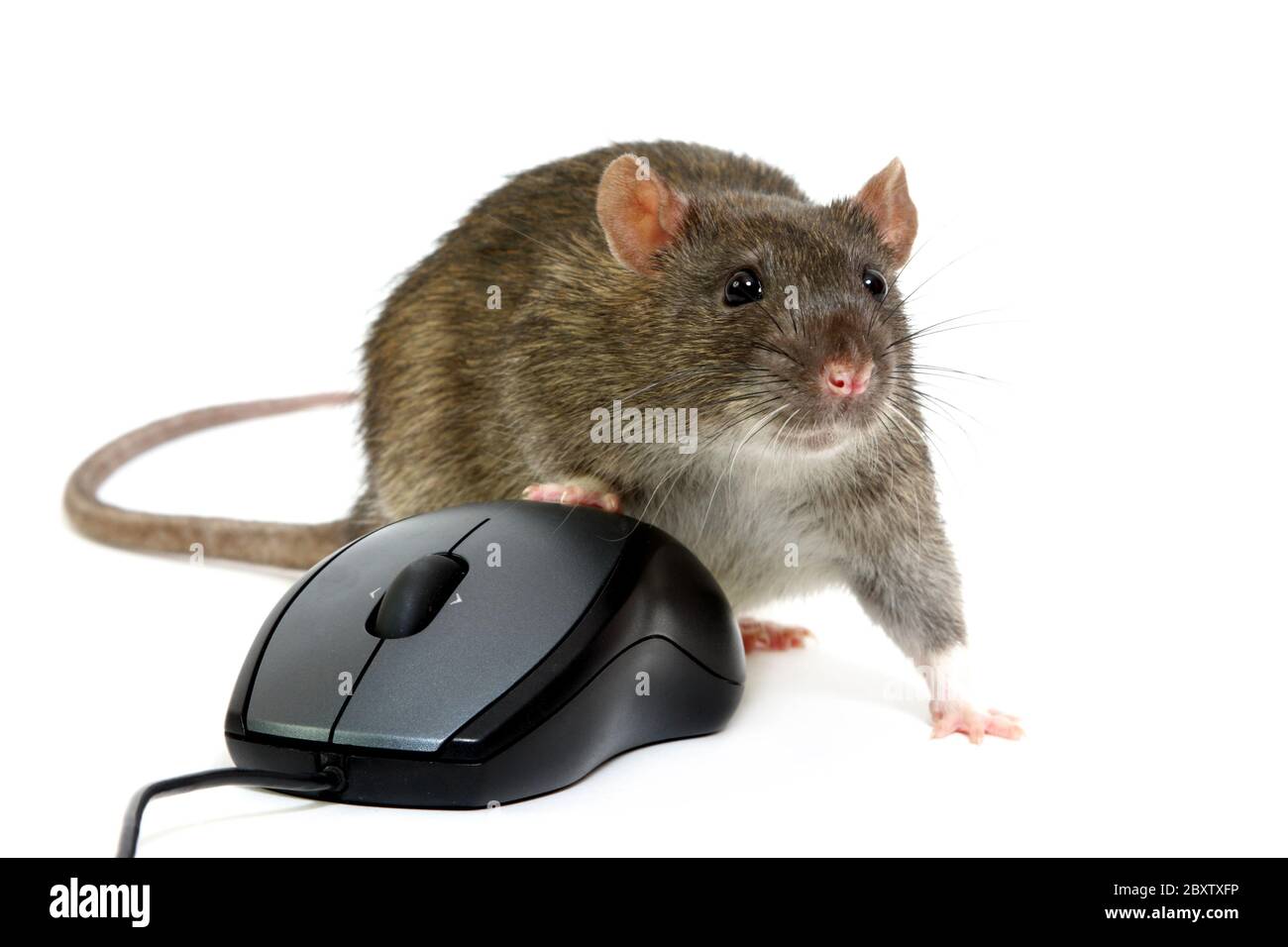 Rat and computer mouse hi-res stock photography and images - Alamy