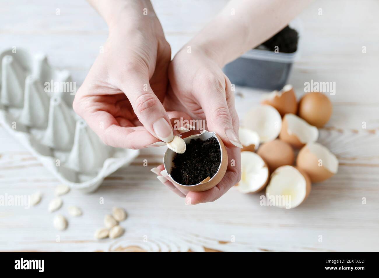 How to grow any plant in an egg shell. Step by step, tutorial Stock ...