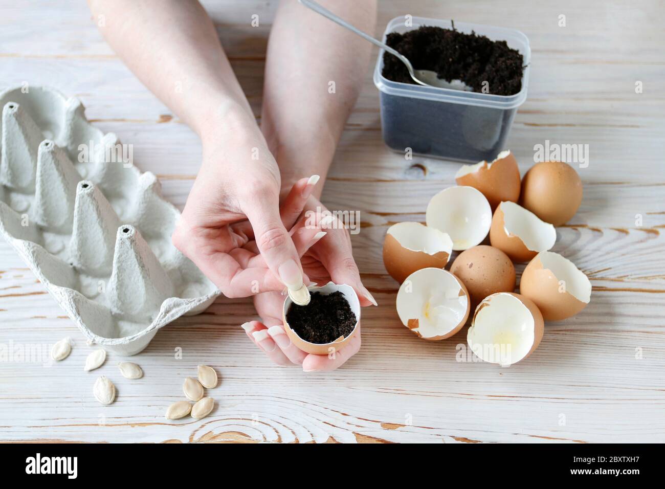How to grow any plant in an egg shell. Step by step, tutorial Stock ...