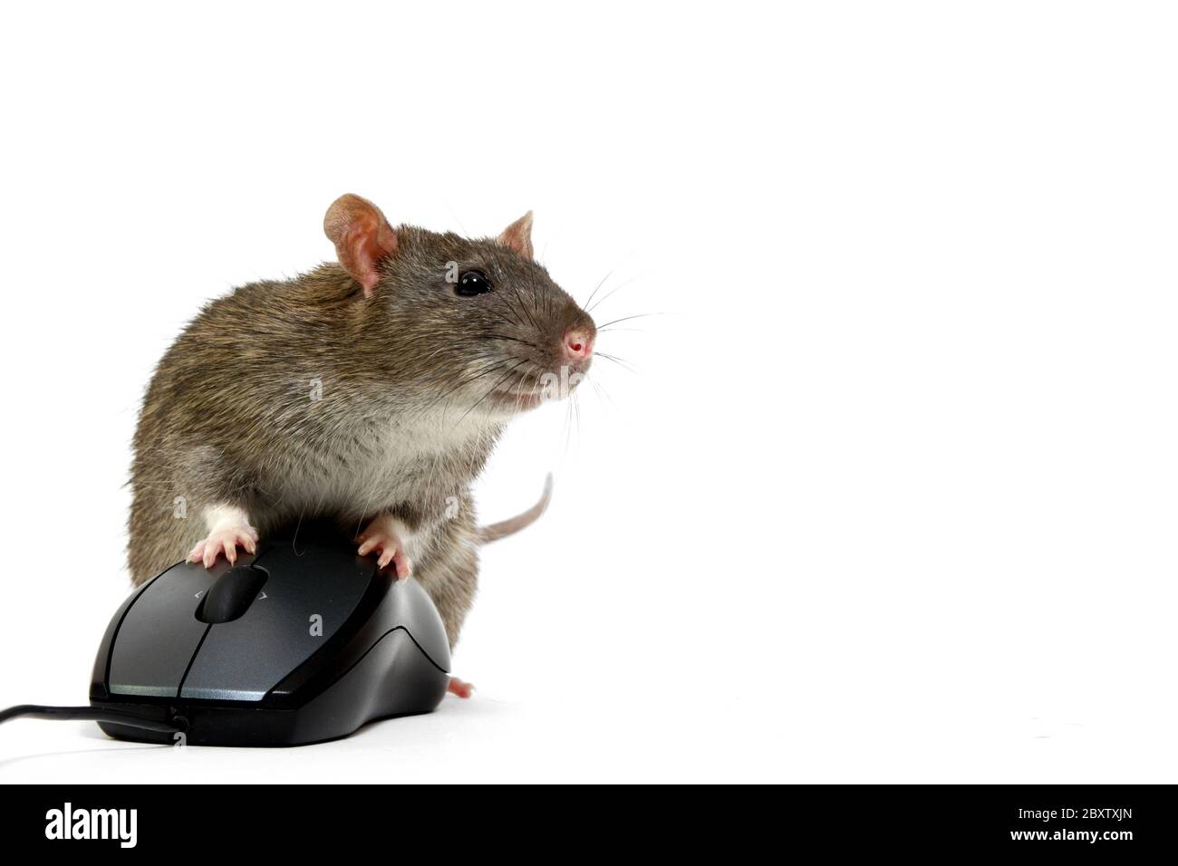 Rat And Computer Mouse High Resolution Stock Photography and Images - Alamy