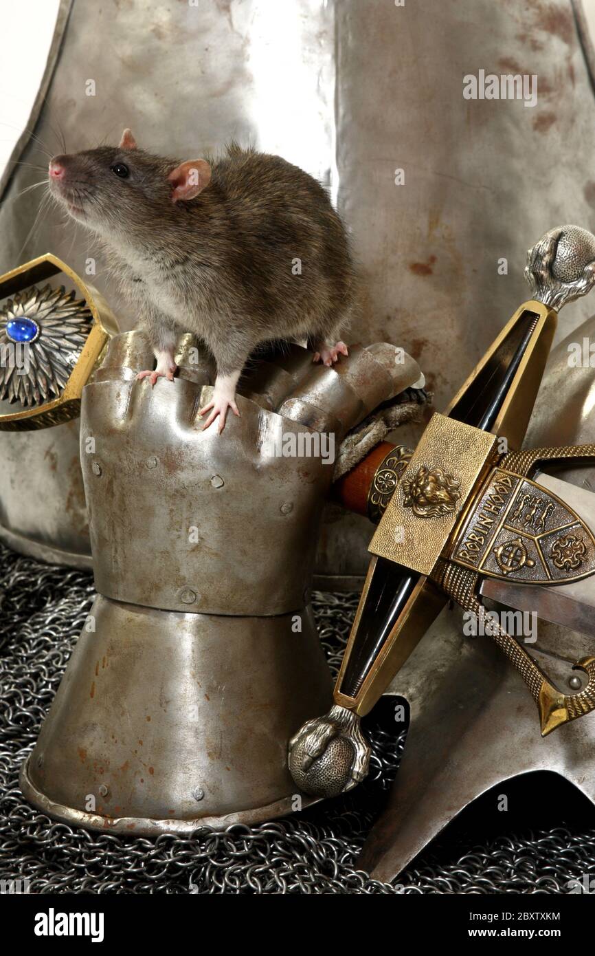 Steel rat hi-res stock photography and images - Alamy