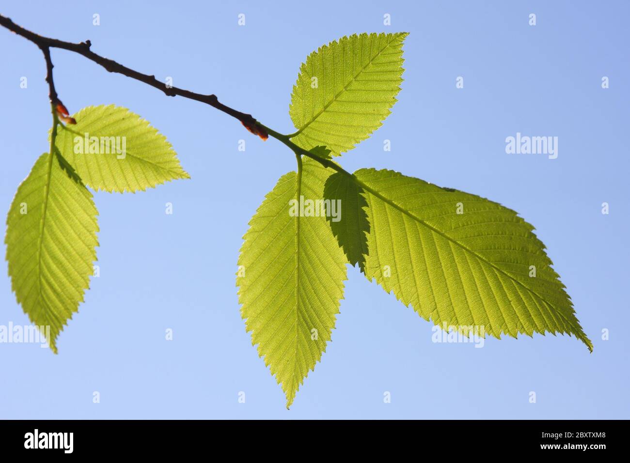 Green sheet hi-res stock photography and images - Alamy