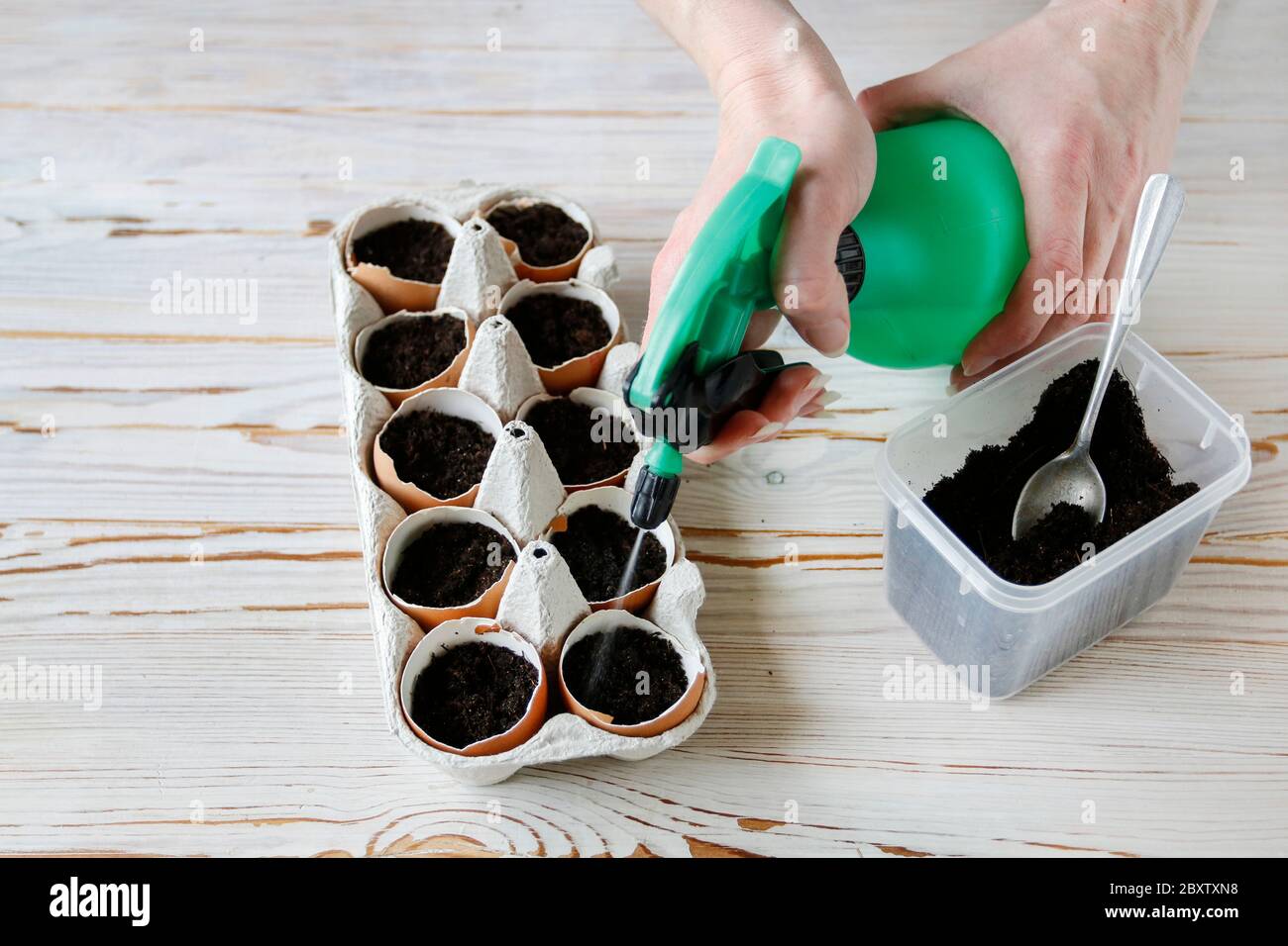 How to grow any plant in an egg shell. Step by step, tutorial Stock ...