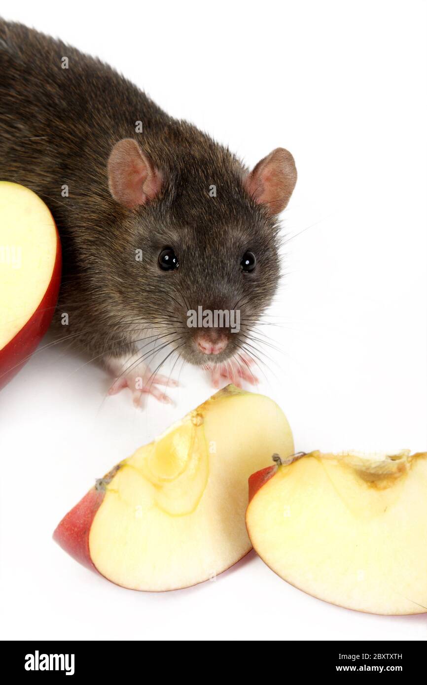 Red rats tail hi-res stock photography and images - Alamy