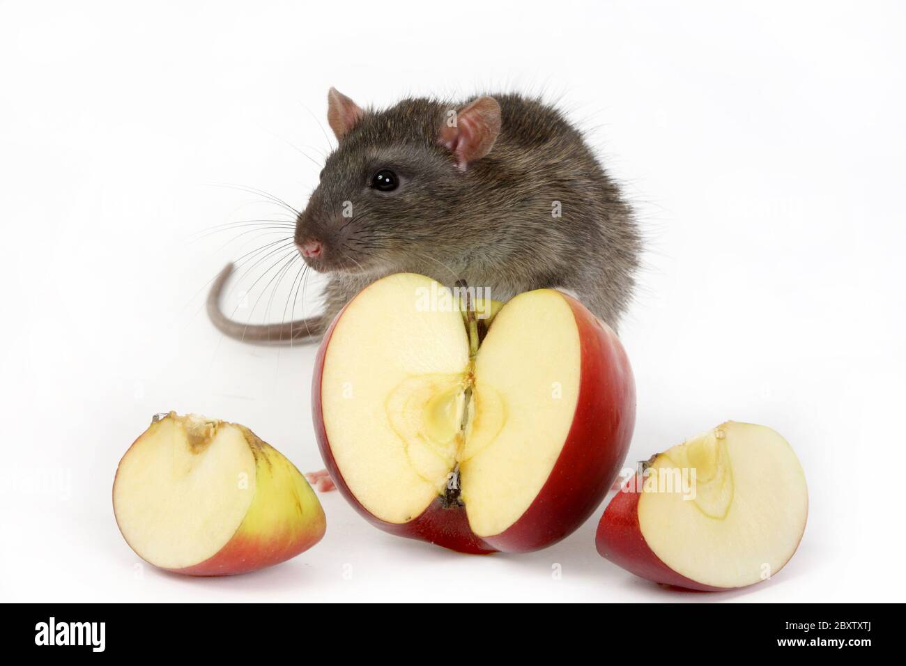 Red rats tail hi-res stock photography and images - Alamy