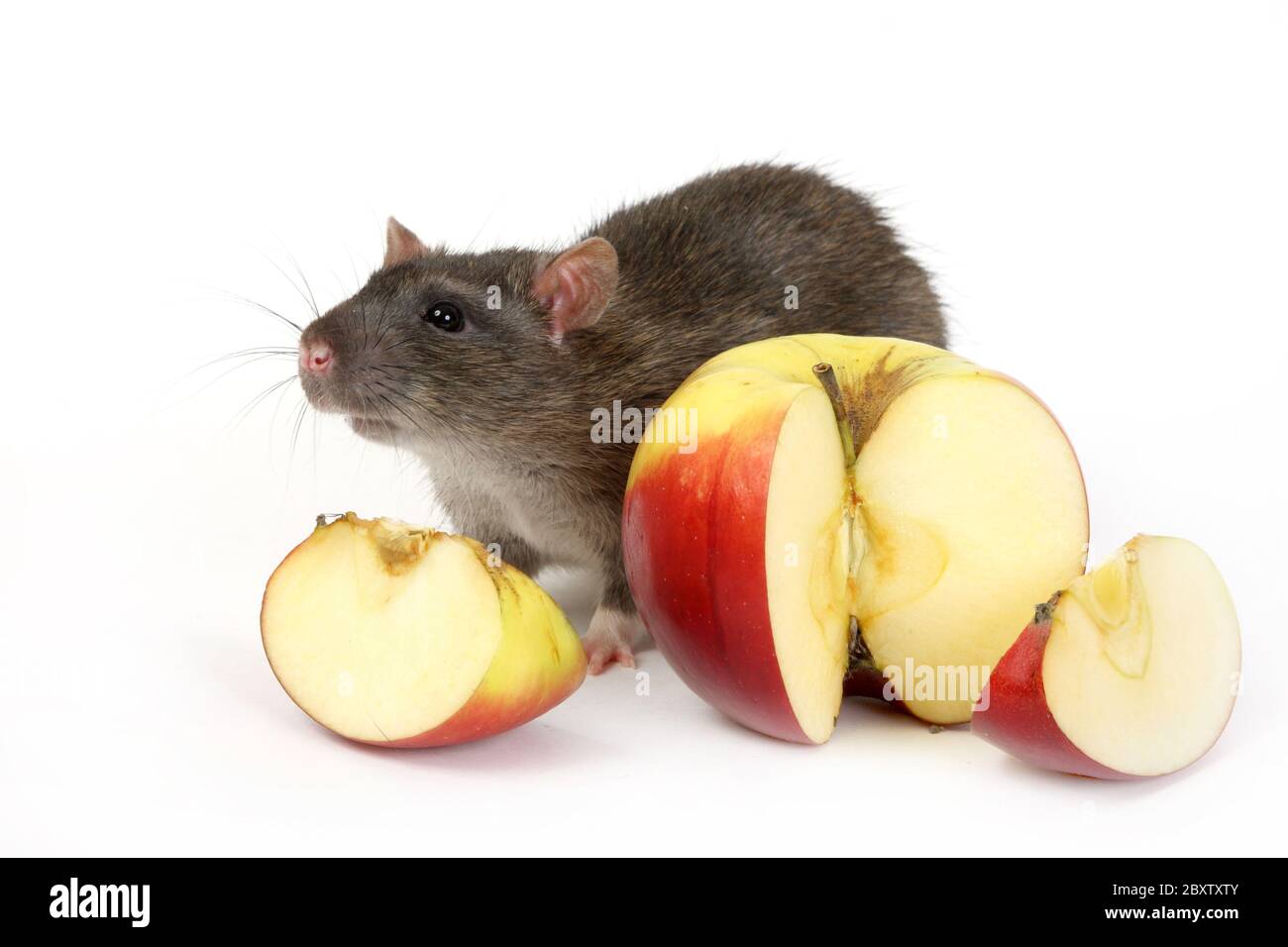 White rat nose hi-res stock photography and images - Alamy