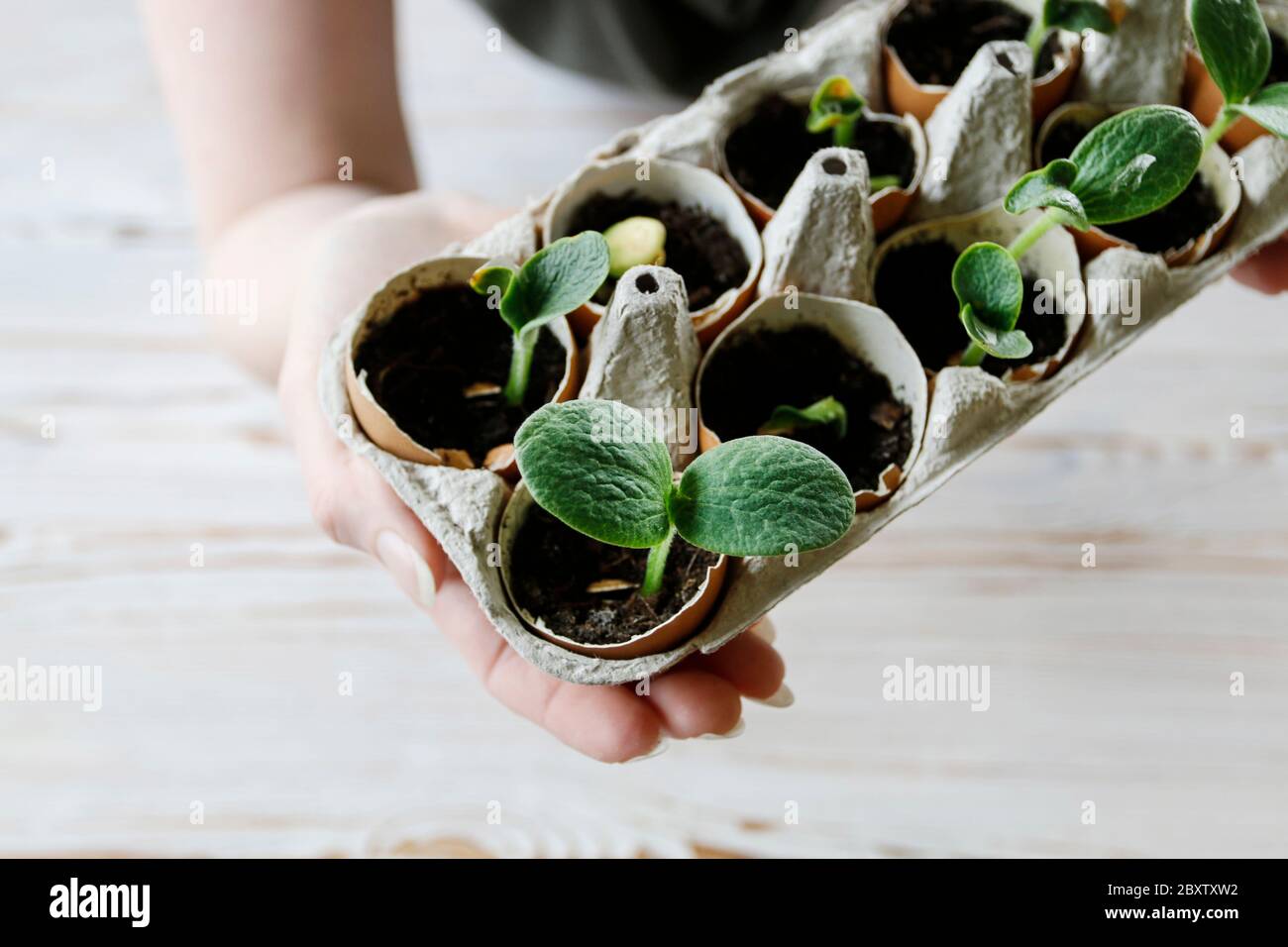How to grow any plant in an egg shell. Step by step, tutorial Stock ...