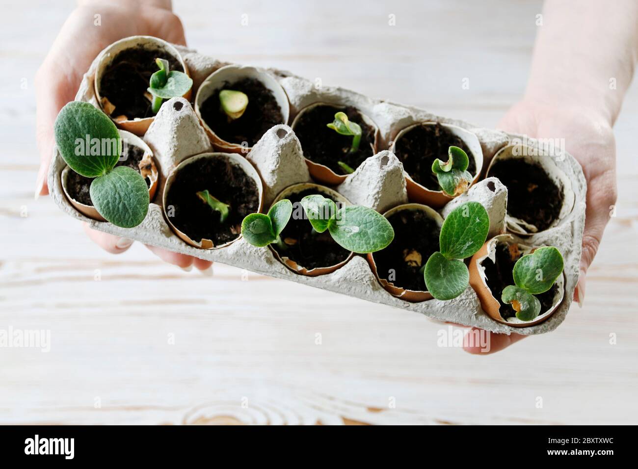 How to grow any plant in an egg shell. Step by step, tutorial Stock ...