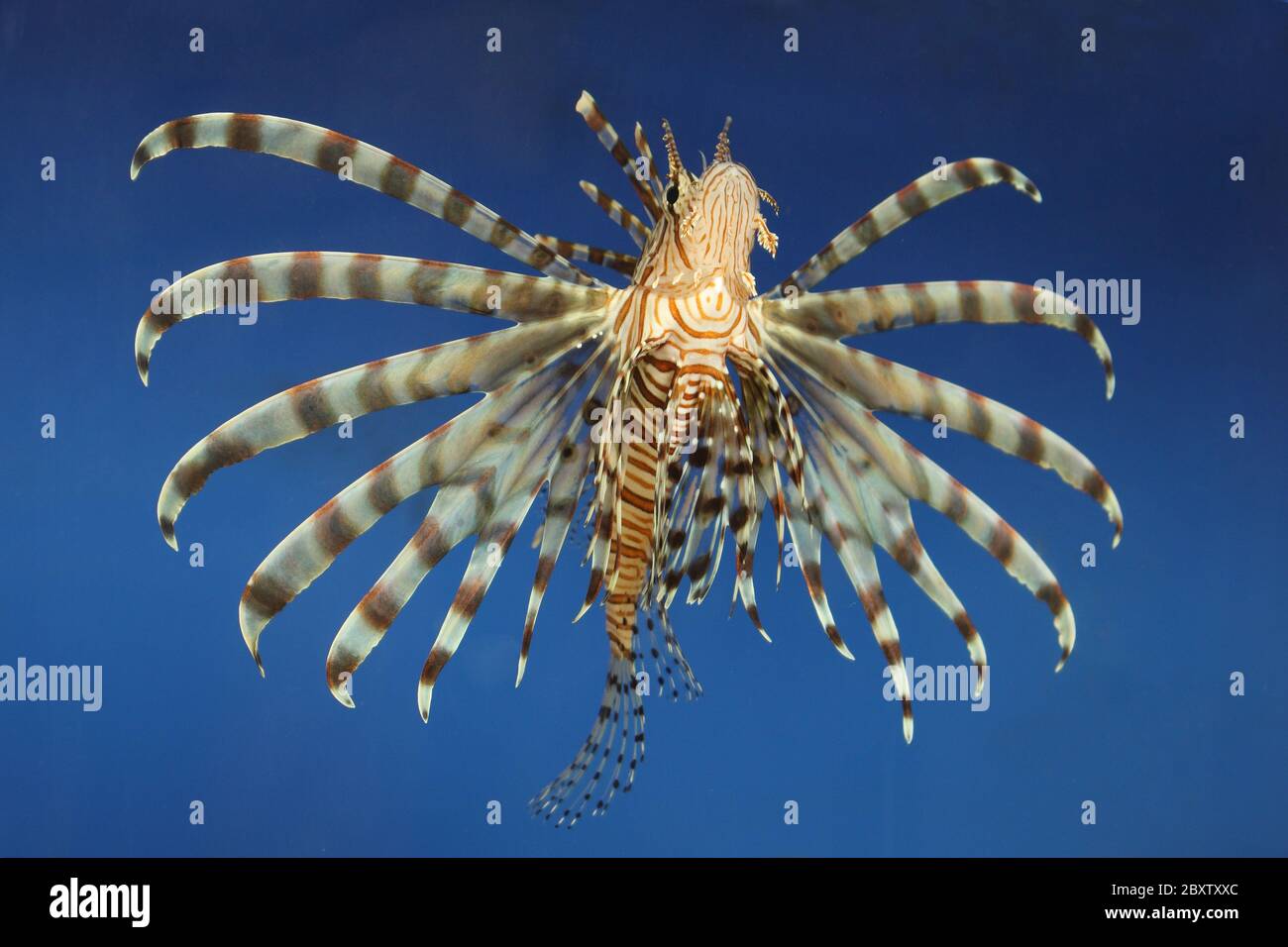 Fat fish aquarium hi-res stock photography and images - Alamy