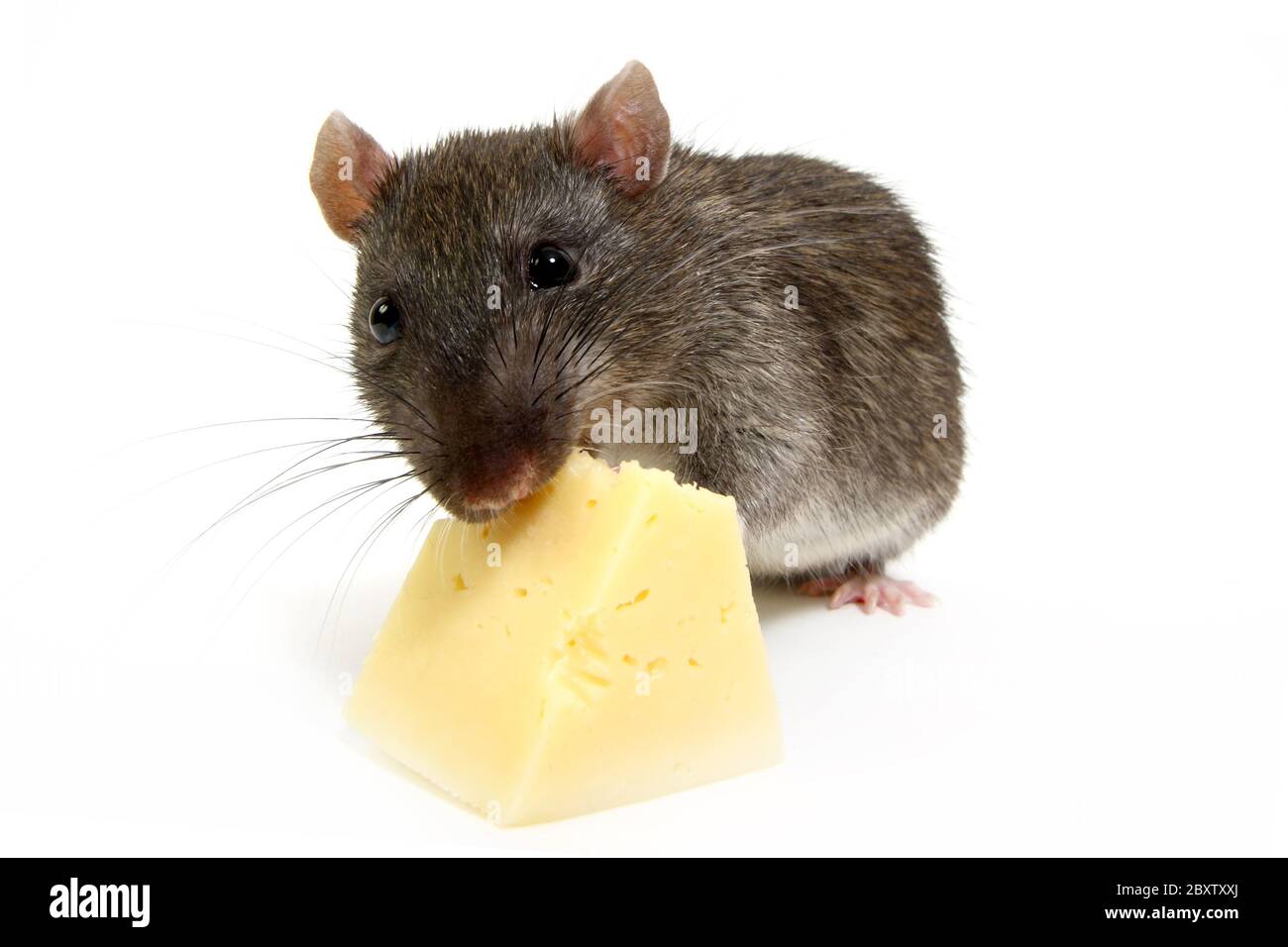 Hairy rat Cut Out Stock Images & Pictures - Alamy