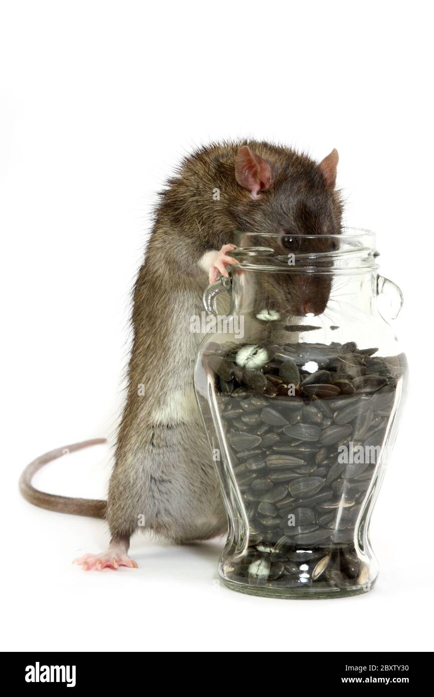 Seed eating animals Cut Out Stock Images & Pictures - Alamy