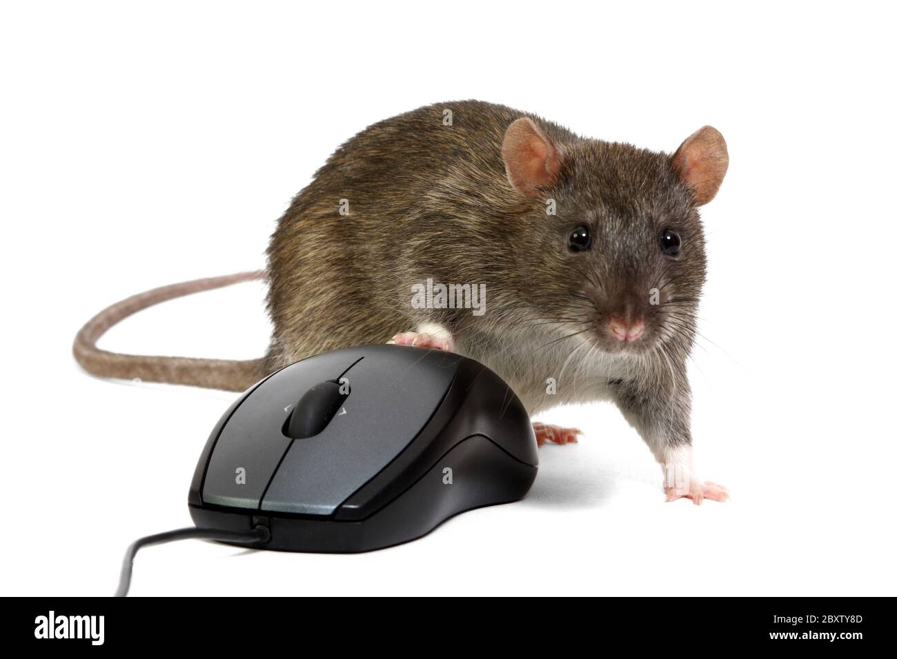 Rat and computer mouse hi-res stock photography and images - Alamy