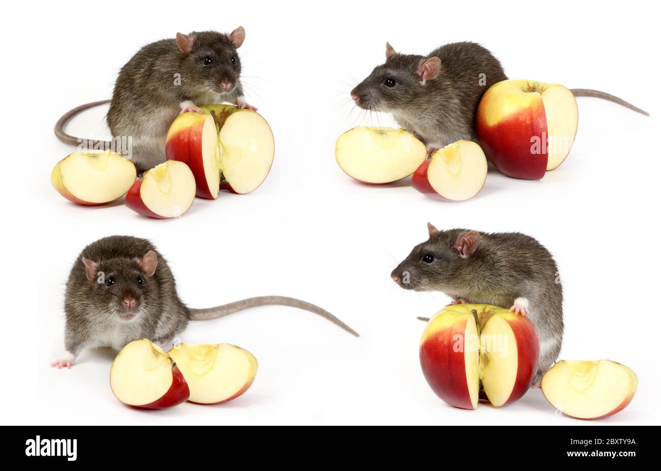 Red rats tail hi-res stock photography and images - Alamy