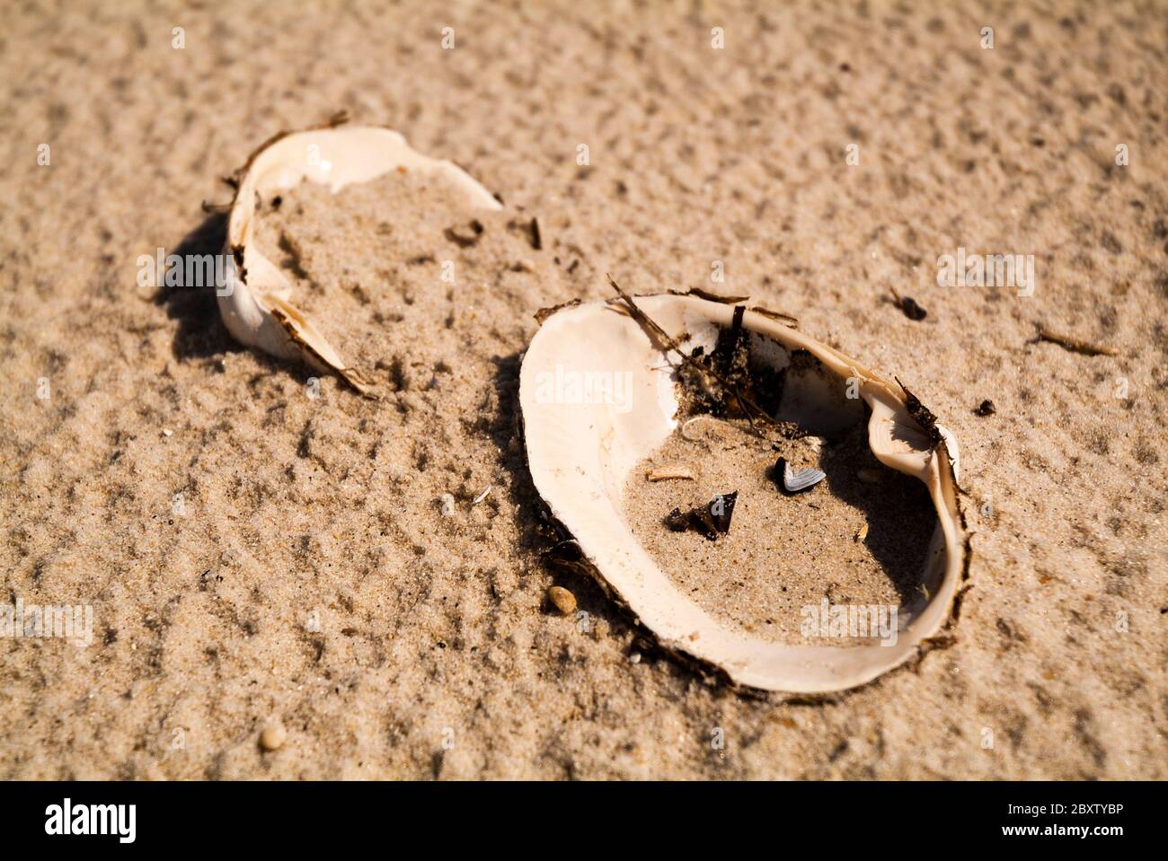 WASHED ASHORE: Seashells washed in from the Atlantic lay on a sandy ...