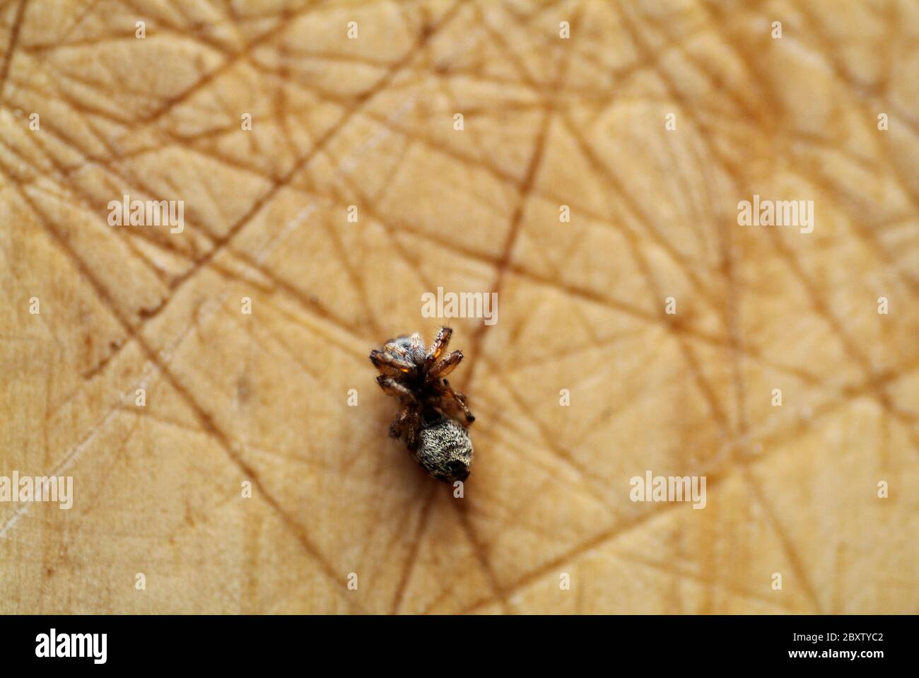 AUTOPSY ARACHNID: A thorough examination and research of a spiders dead ...