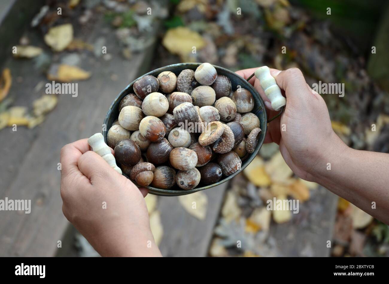 FALL CLASSIC: The collecting of acorns are a signature activity and ...