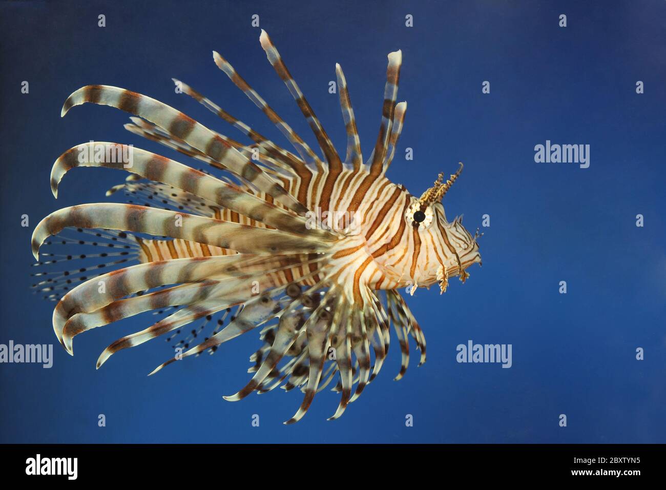Fat fish aquarium hi-res stock photography and images - Alamy