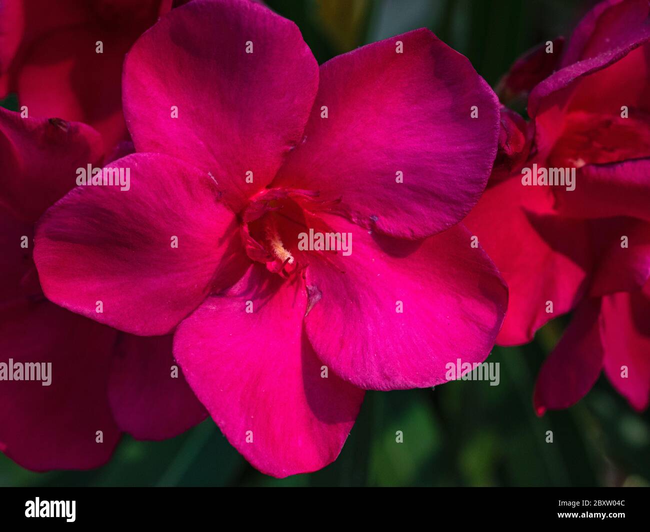 Oleander Bloom in the Central Valley, California Stock Photo - Alamy