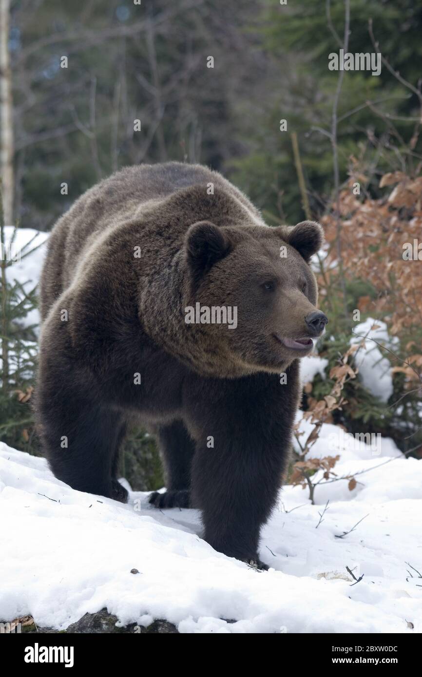 European Brown Baer Stock Photo - Alamy
