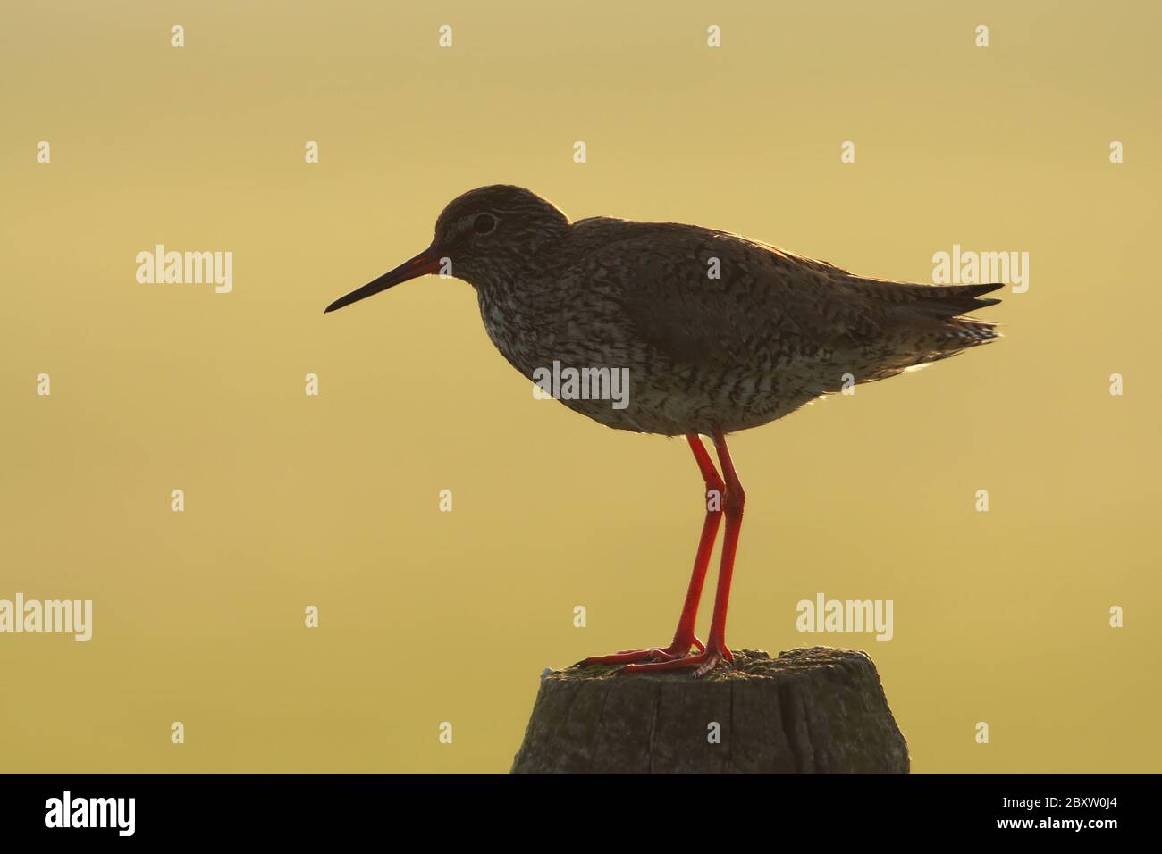 Light redshank hi-res stock photography and images - Alamy