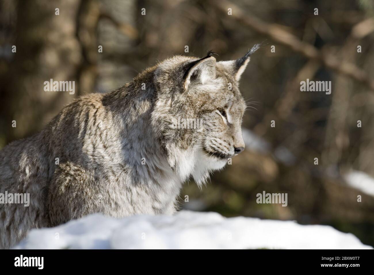 European Lynx, Lynx Lynx Stock Photo - Alamy