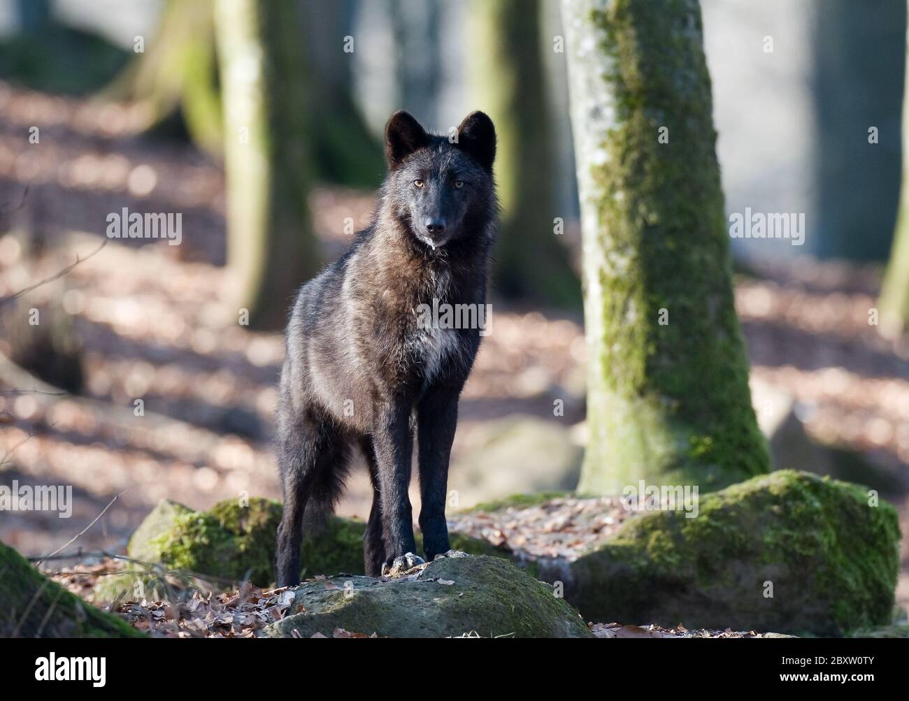 Timberwolf wolf hi-res stock photography and images - Alamy