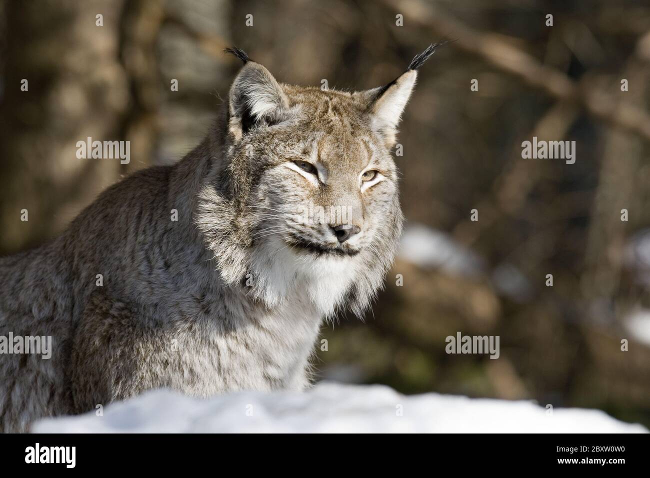 European Lynx, Lynx Lynx Stock Photo - Alamy
