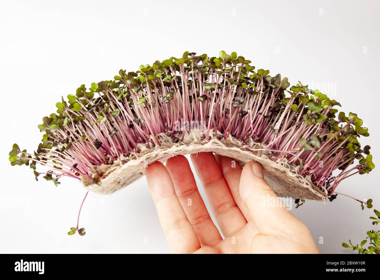 Red micro herb hi-res stock photography and images - Alamy