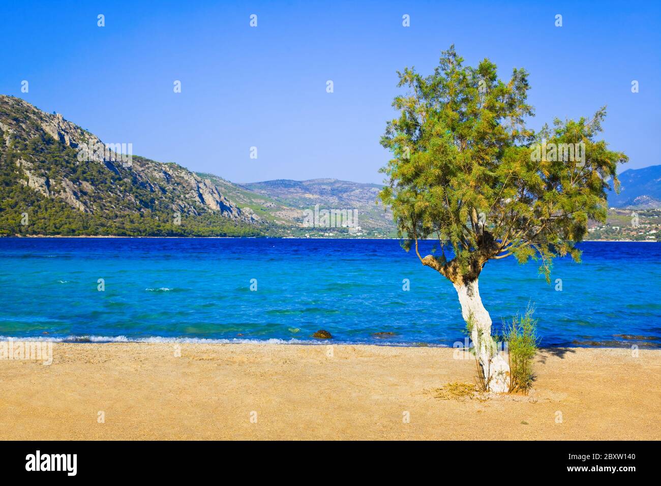 Tree on beach in Greece Stock Photo - Alamy