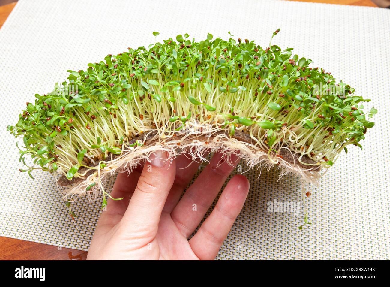 Red micro herb hi-res stock photography and images - Alamy