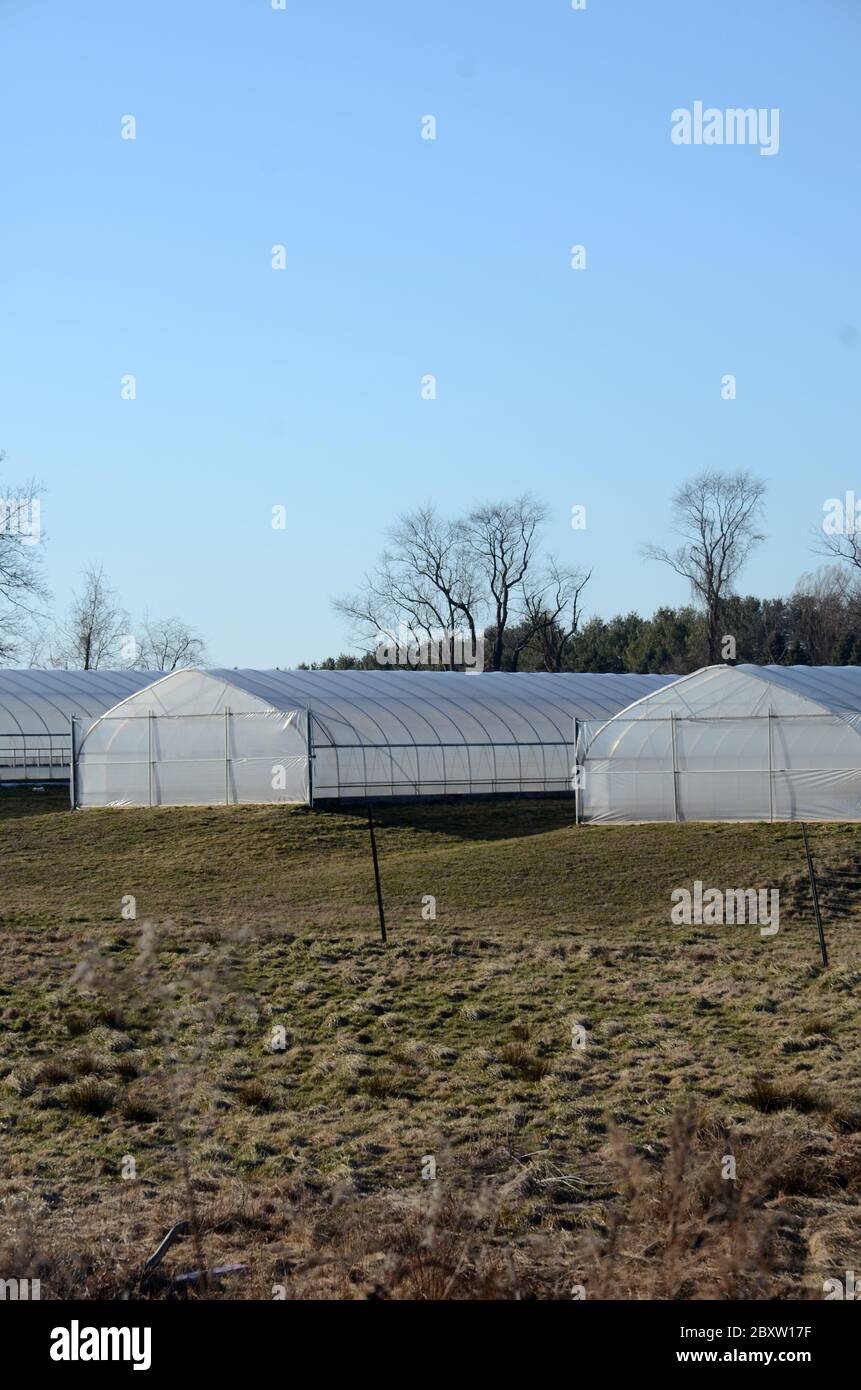 ORGANIC HOUSE: Several tent agricultural greenhouses sit on a farm in northern New Jersey Stock ...