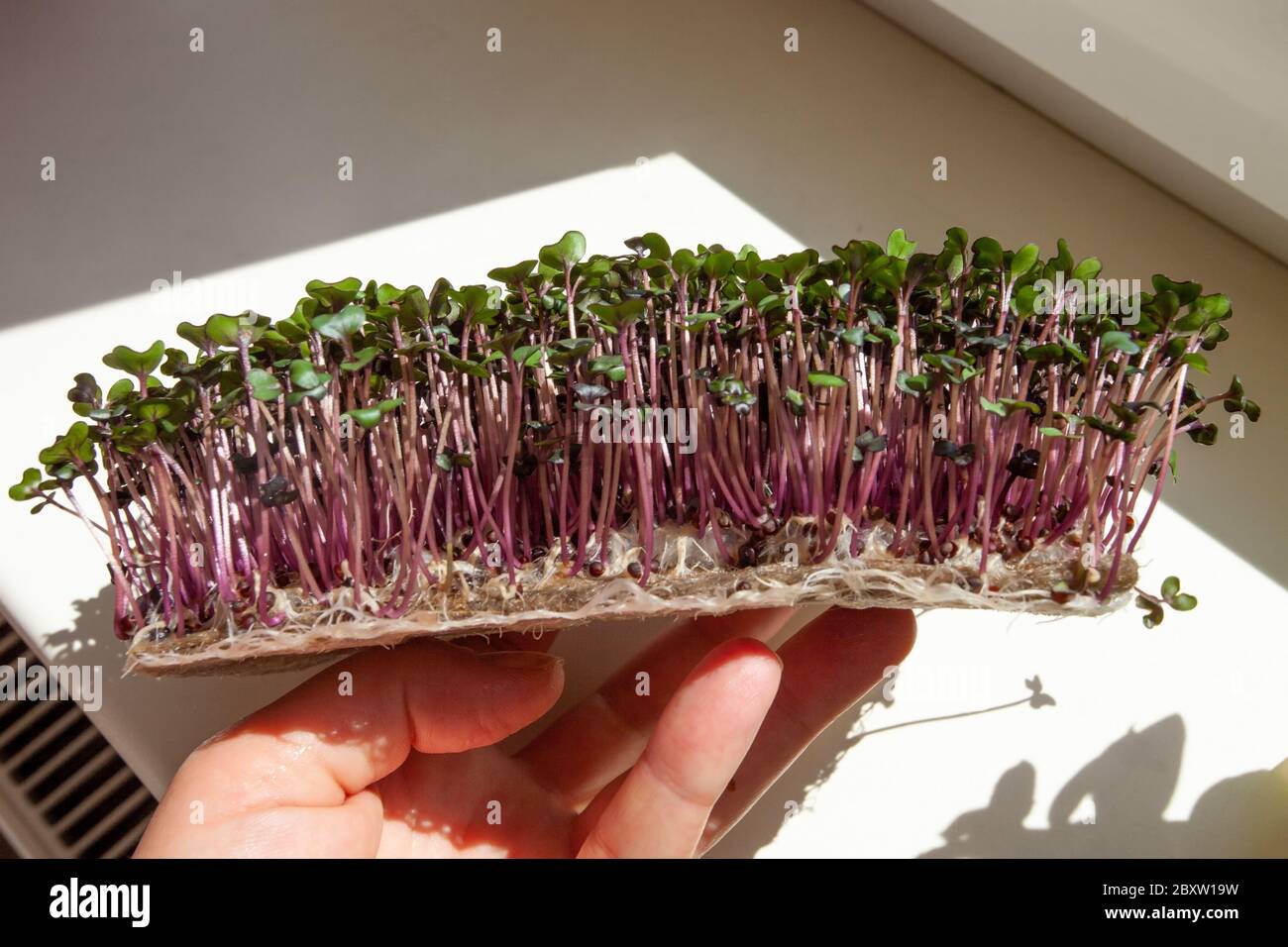 Grown micro greens with red cabbage in a hand Stock Photo - Alamy