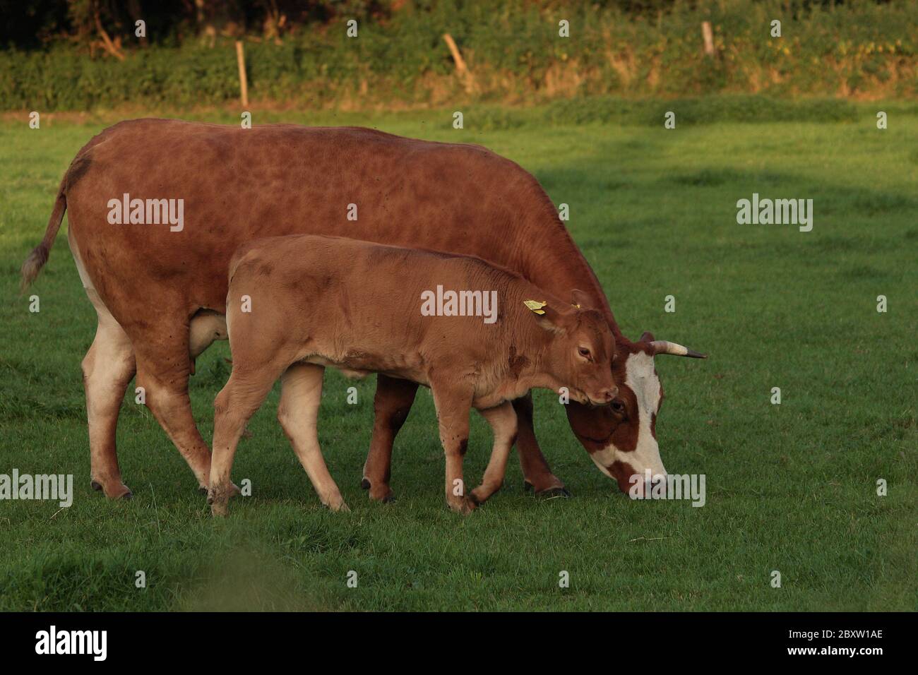 Beef with young bull Stock Photo - Alamy