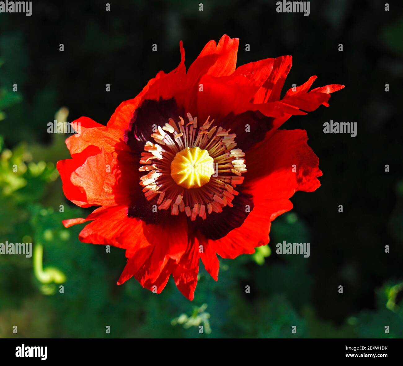 Garden Flower Bed Border High Resolution Stock Photography and Images ...