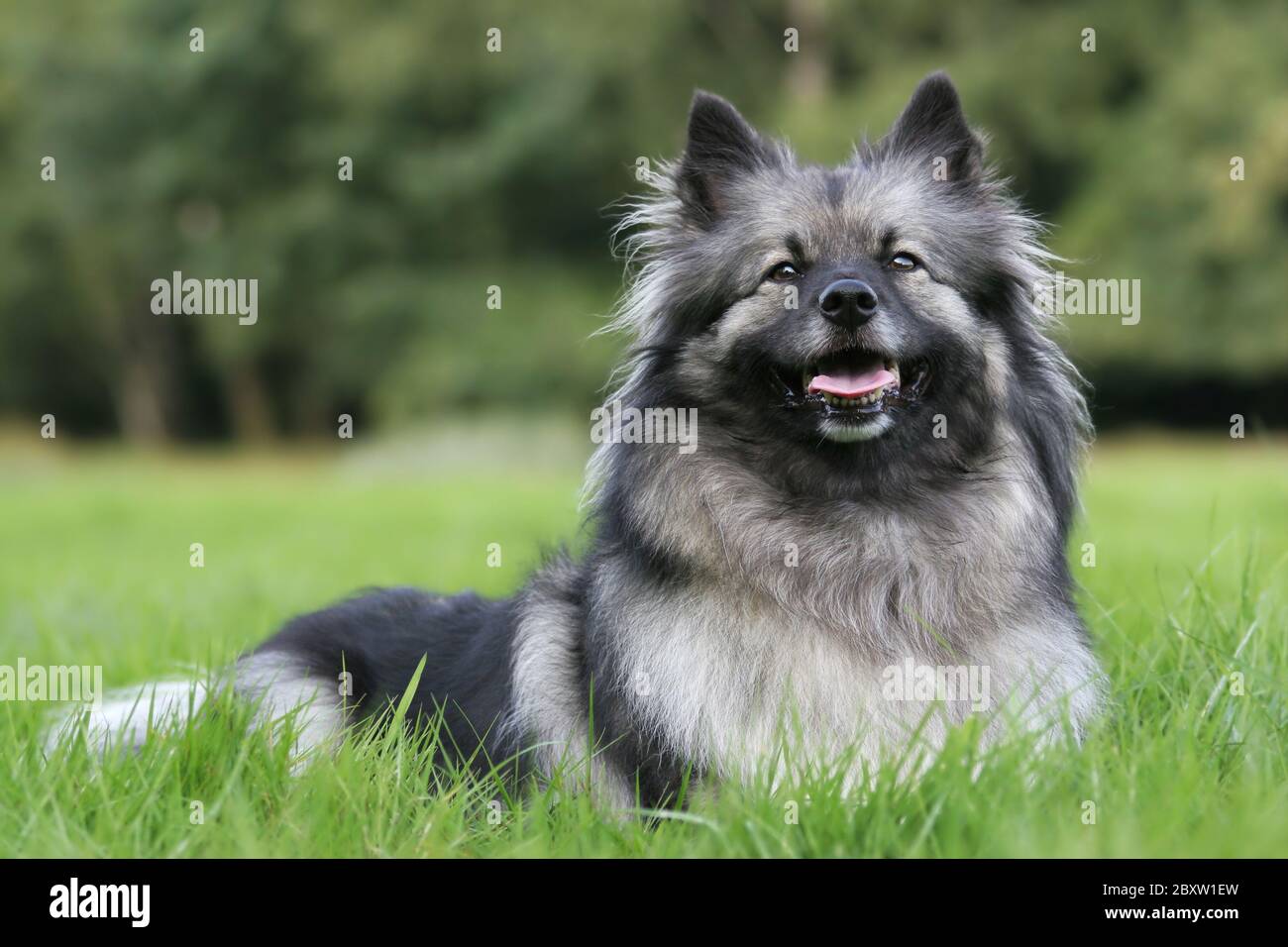 Wolfspitz hi-res stock photography and images - Alamy