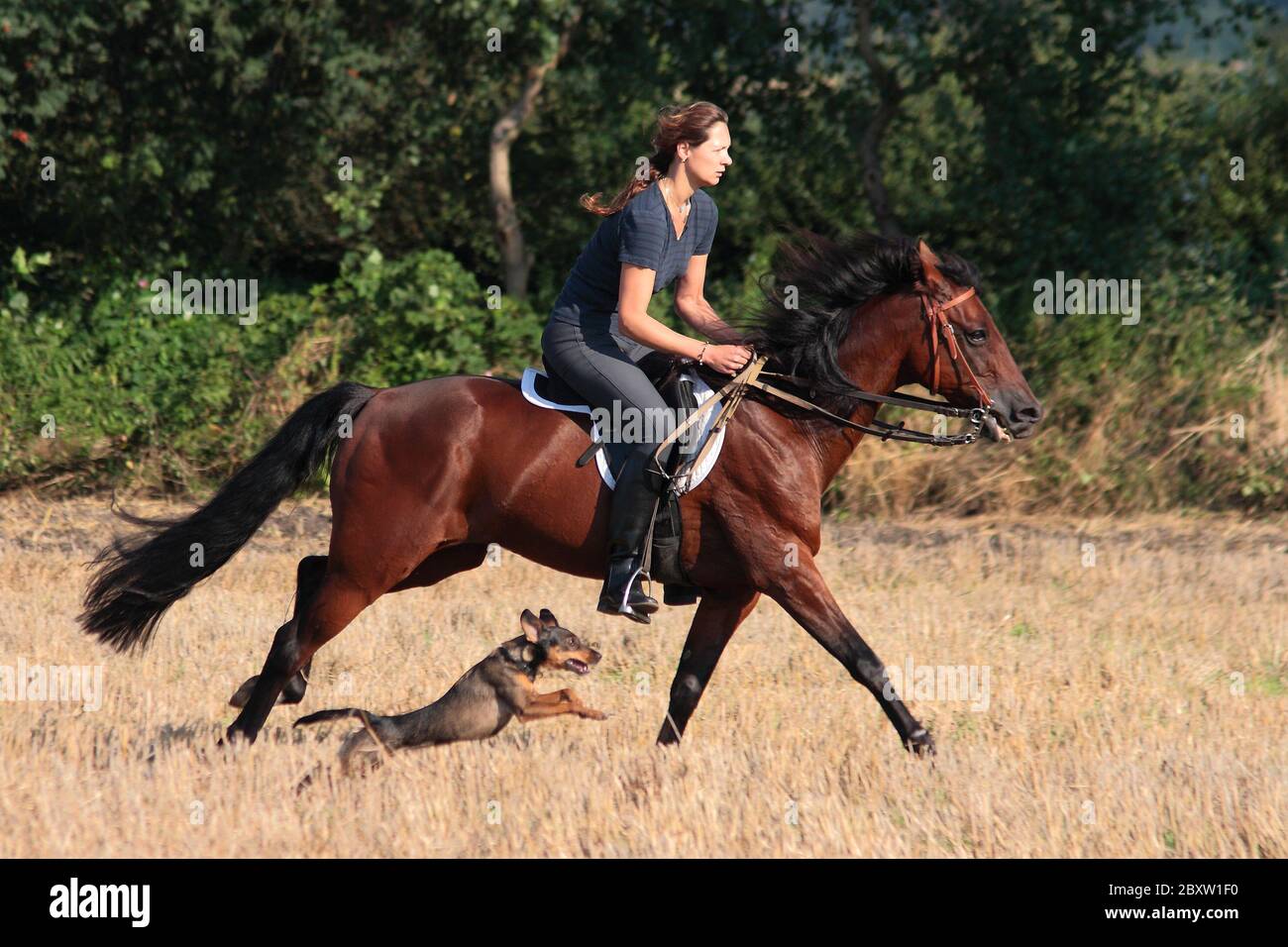Rider with dog Stock Photo - Alamy