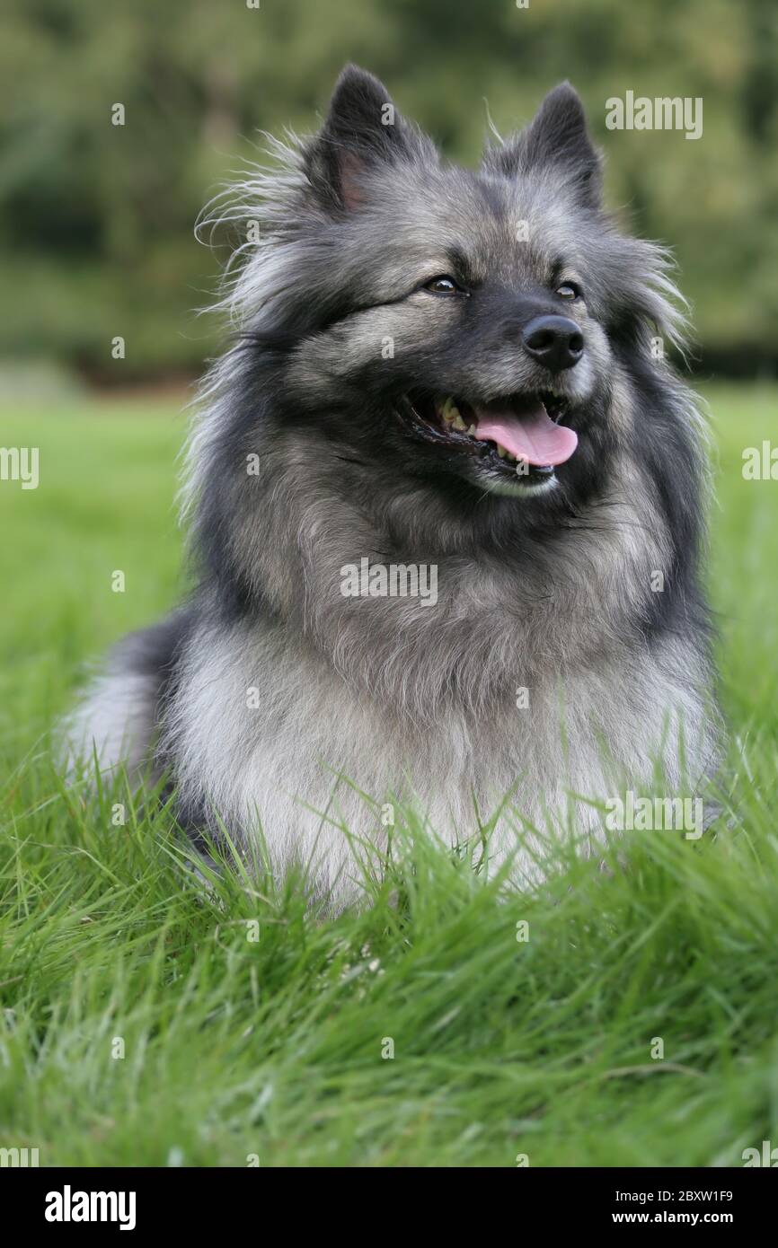 Wolfspitz hi-res stock photography and images - Alamy