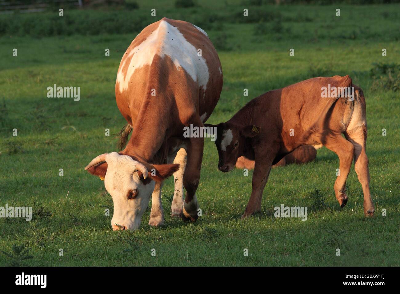 Beef with young bull Stock Photo - Alamy
