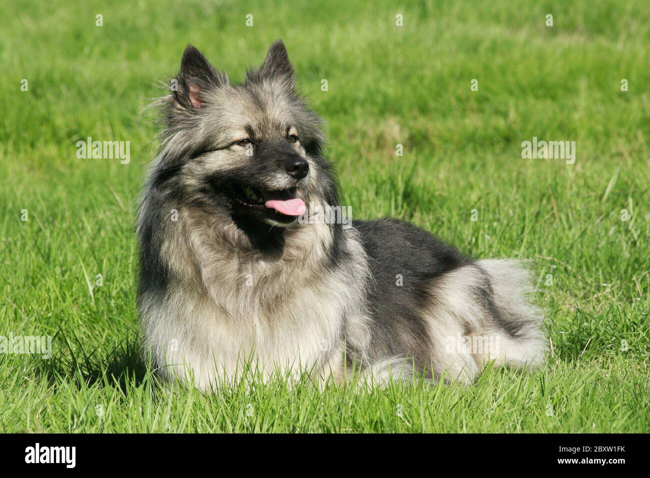 Wolfspitz hi-res stock photography and images - Alamy