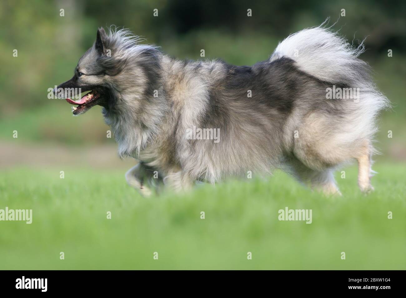 Wolfspitz hi-res stock photography and images - Alamy